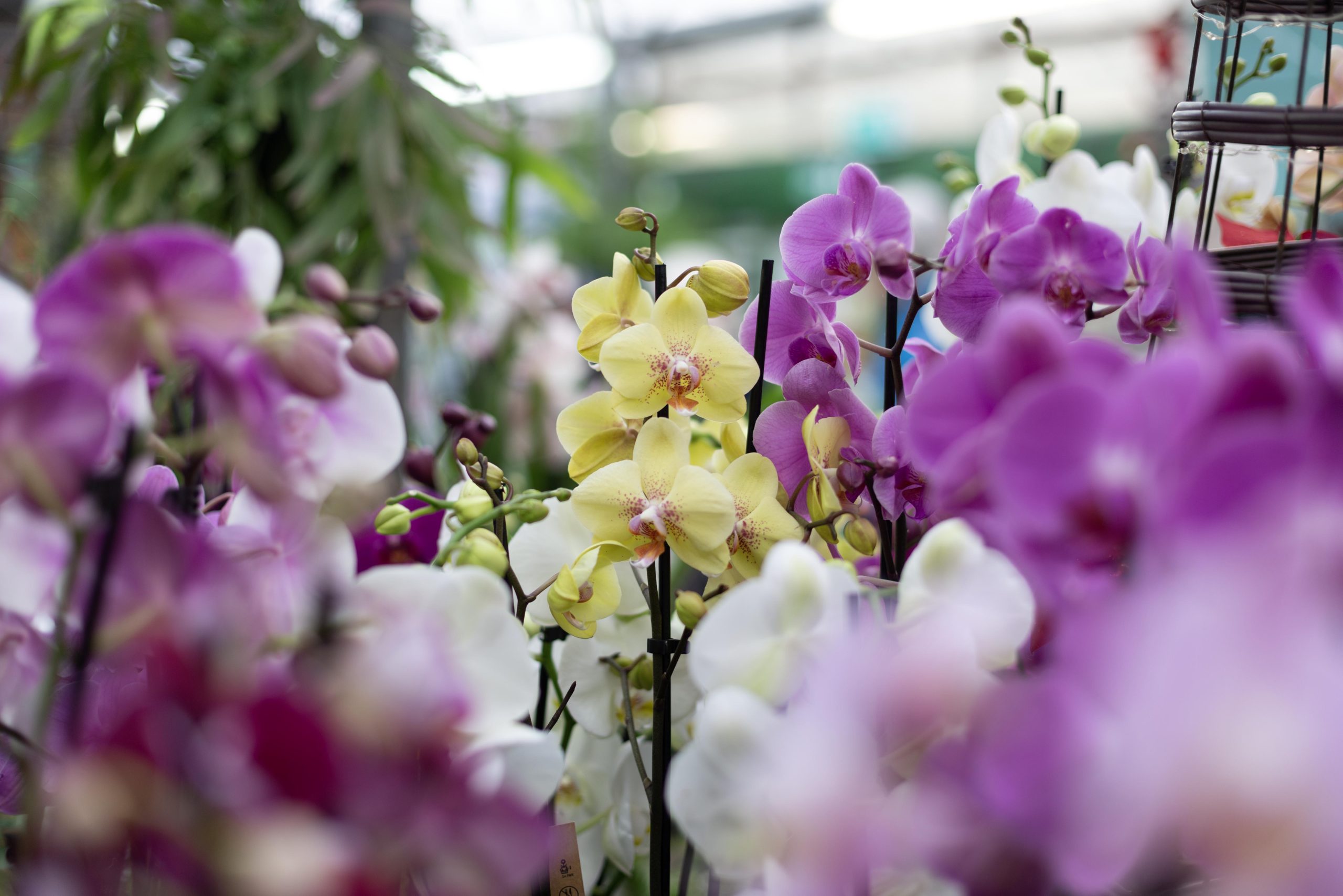 JOIN US FOR OUR ORCHID EVENTS - The Gardens Group